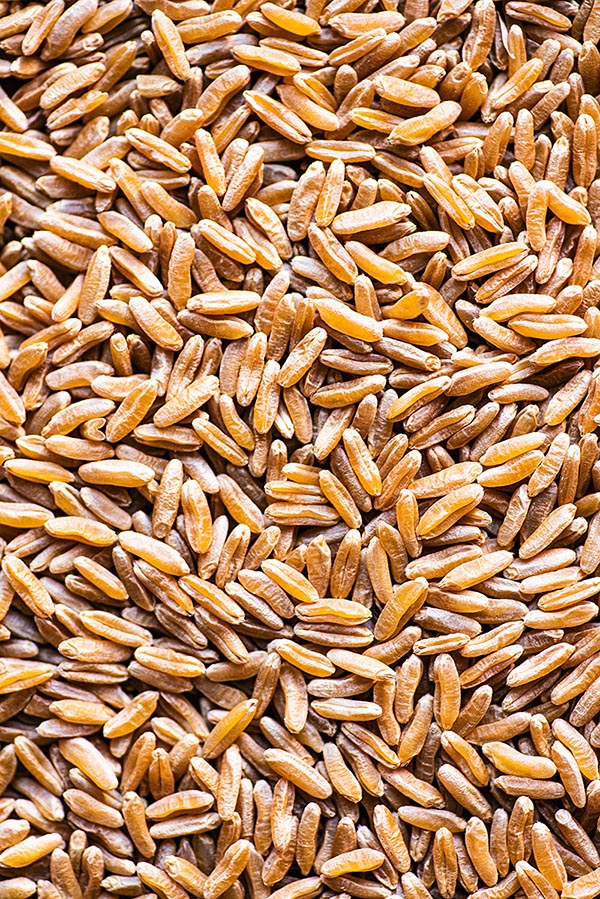 Kamut Pasta | Occasionally Eggs