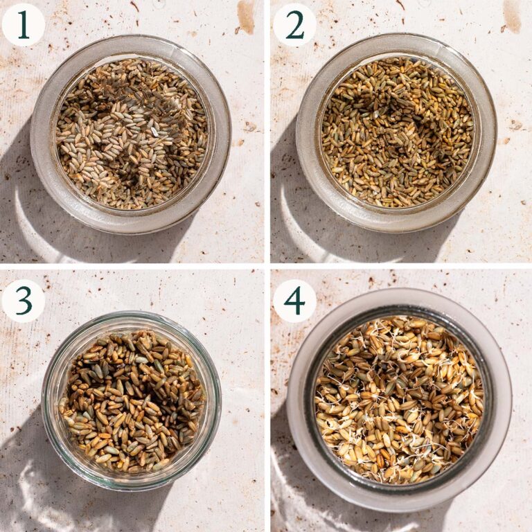 How to Make Sprouted Grains (and Sprouted Flour) - Occasionally Eggs
